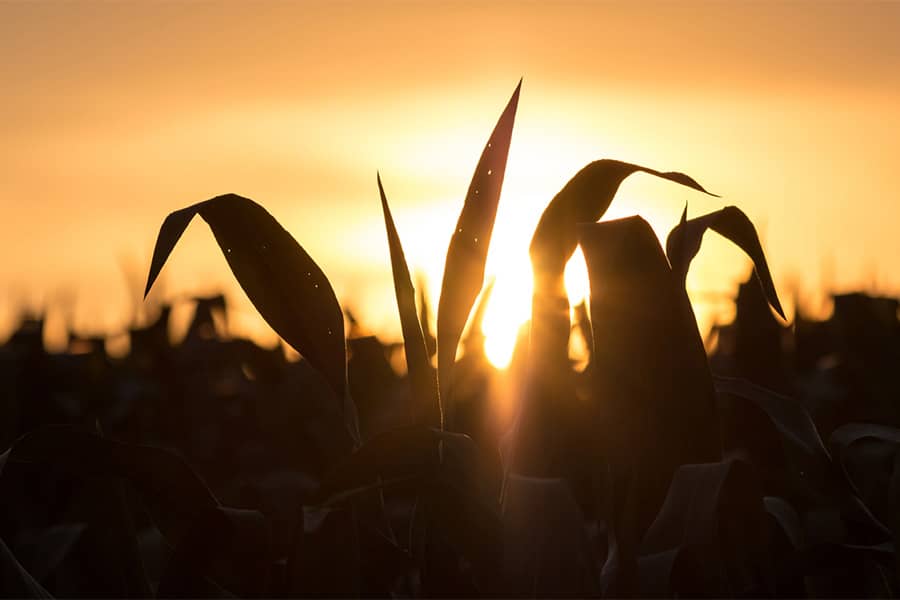 FinTech solution can help African Farmers - SaaScada